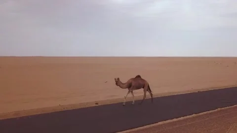 2K Drone shot of a camel in Sahara Deser... | Stock Video | Pond5