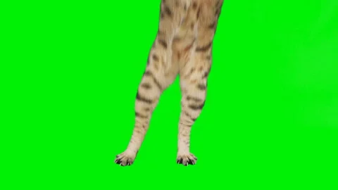 3 clips of cat feet dancing on green scr... | Stock Video | Pond5
