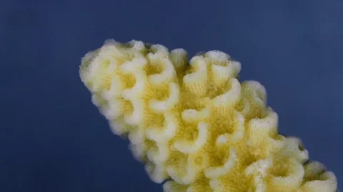 Skin "Bleaching" Stock Videos – Royalty-Free HD & 4K Videos