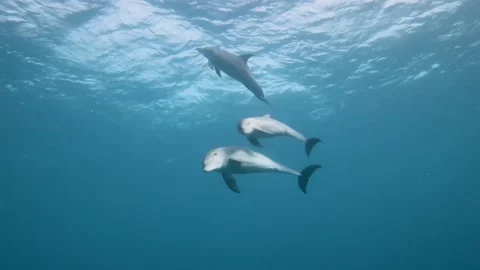 Dolphins Stock Videos – Royalty-Free HD & 4K Videos | Page 2