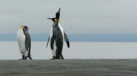 Manking Of King Stock Videos – Royalty-Free HD & 4K Videos | Pond5