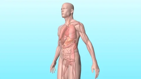 360 degree rotation display of human bod... | Stock Video | Pond5
