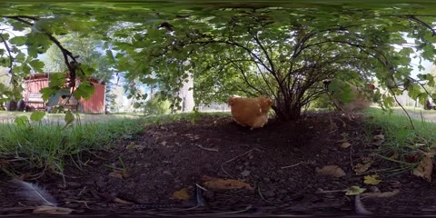 360 Vr Animals Stock Footage ~ Royalty Free Stock Videos | Pond5