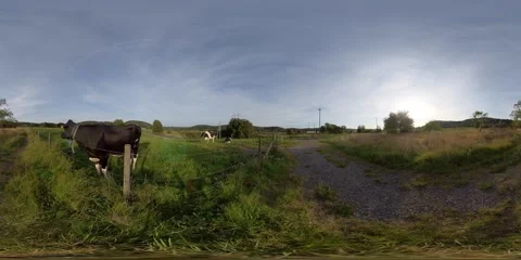 360 Vr Animals Stock Footage ~ Royalty Free Stock Videos | Pond5