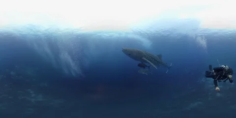 360 vr diving with whale shark 8k | Stock Video | Pond5