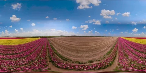 360 vr flying in field of flowers | Stock Video | Pond5