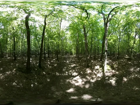 360 Forest Stock Video Footage | Royalty Free 360 Forest Videos | Pond5