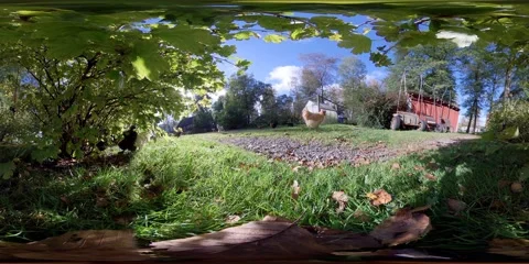 360 Vr Animals Stock Footage ~ Royalty Free Stock Videos | Pond5