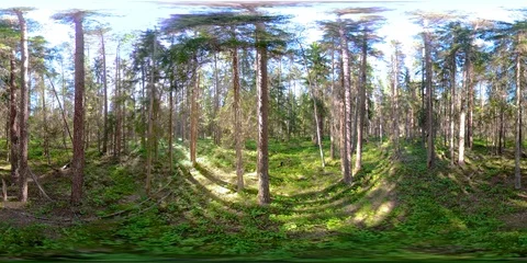 360VR 360 VR The tall trees on the green... | Stock Video | Pond5