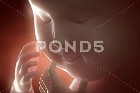 3d 4d ultrasound scan fetus pregnancy concept: Royalty Free #50006722