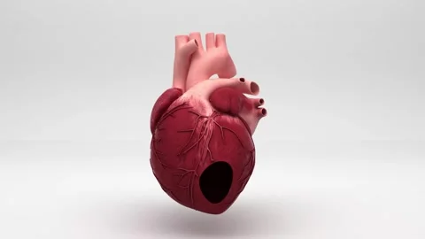 3d anatomical visualization of a human h... | Stock Video | Pond5