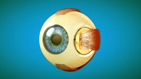 Eye Anatomy 3D Stock Video Footage | Royalty Free Eye Anatomy 3D Videos ...