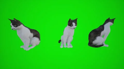 Animation Cats Stock Videos – Royalty-Free HD & 4K Videos