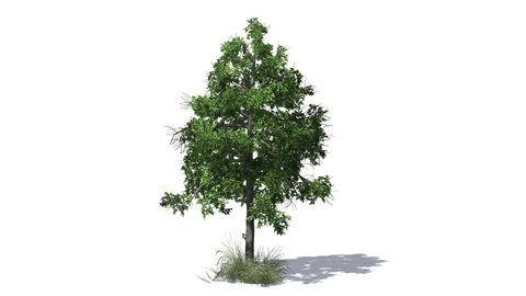 3D animated Black Gum tree with wind eff... | Stock Video | Pond5