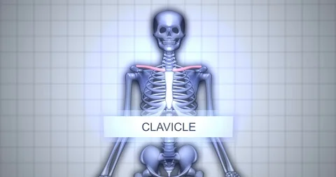 3D animated medical skeleton animation -... | Stock Video | Pond5