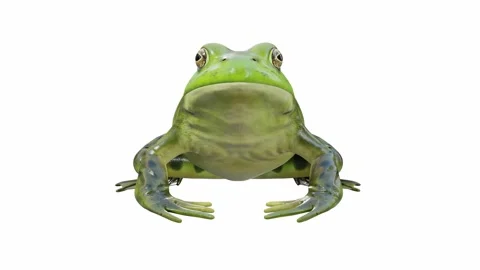 3d animation of American Bullfrog | Stock Video | Pond5