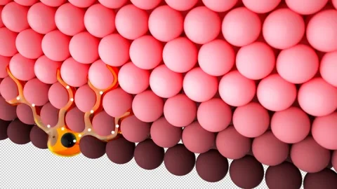 3d Animation Anatomy Skin Acne vulgaris ... | Stock Video | Pond5