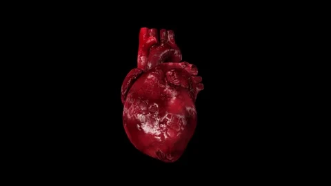 3D Animation of a Beating Human Heart Ro... | Stock Video | Pond5
