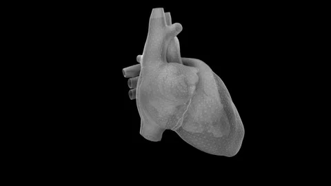 3D Animation of a Beating Human Heart Ro... | Stock Video | Pond5