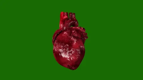 3D Animation of a Beating Human Heart Ro... | Stock Video | Pond5