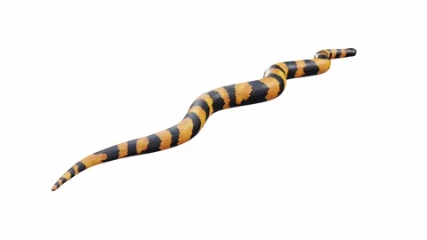 3d animation of Bismarck Ringed Python | Stock Video | Pond5