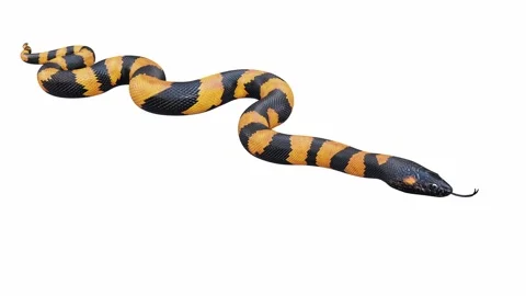 3d animation of Bismarck Ringed Python | Stock Video | Pond5