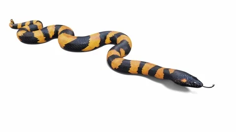 3d animation of Bismarck Ringed Python | Stock Video | Pond5