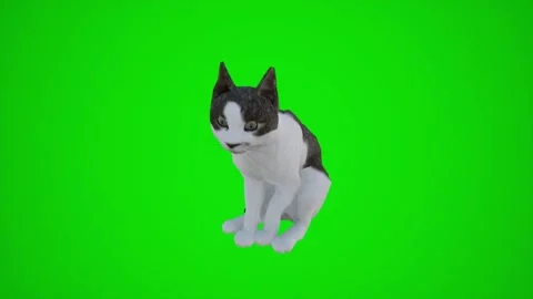 3D animation of a black and white cat in... | Stock Video | Pond5