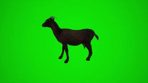 Goat Green Screen Stock Video Footage | Royalty Free Goat Green Screen ...