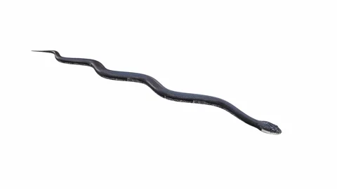 3d animation of Black Rat Snake | Stock Video | Pond5