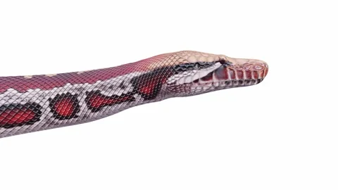 3d animation of Blood Python | Stock Video | Pond5