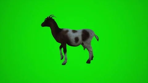 Goat Green Screen Stock Video Footage | Royalty Free Goat Green Screen ...