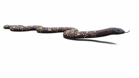 Snake Bite Animation Stock Video Footage | Royalty Free Snake Bite ...