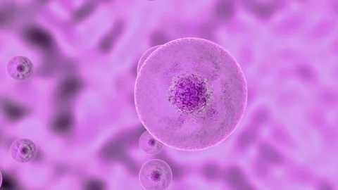 3D animation of cell division process. | Stock Video | Pond5