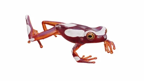 3d animation of Clown Tree Frog | Stock Video | Pond5