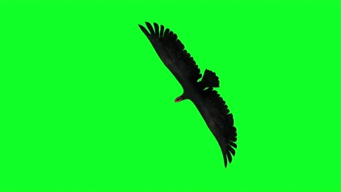 3d animation - condor in flying on gre... | Stock Video | Pond5
