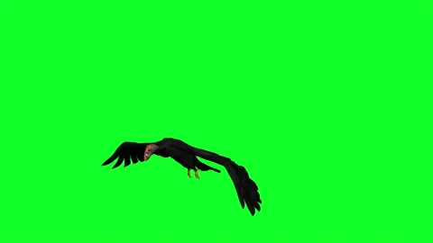 3d animation - condor in flying on gre... | Stock Video | Pond5