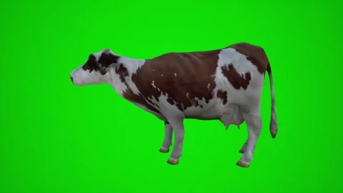3D animation of cow in green screen farm | Stock Video | Pond5