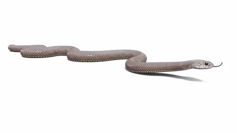 Snake Bite Animation Stock Videos – Royalty-Free HD & 4K Videos