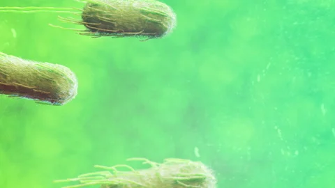 3D Animation ecoli Escherichia Coli bact... | Stock Video | Pond5