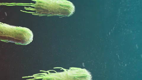 3D Animation ecoli Escherichia Coli bact... | Stock Video | Pond5
