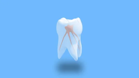3d animation of endodontics inner struct... | Stock Video | Pond5
