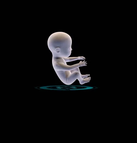 3d animation of fetal specimen | Stock Video | Pond5