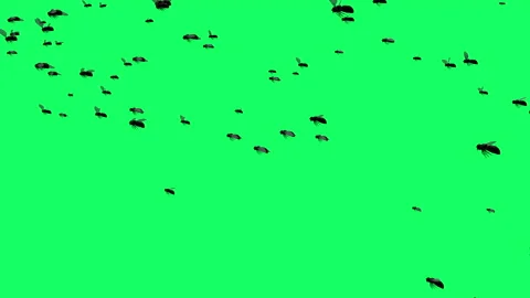 3d animation - flies fly on green screen | Stock Video | Pond5