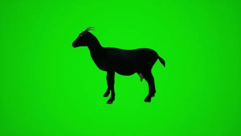 Goat Green Screen Stock Video Footage | Royalty Free Goat Green Screen ...