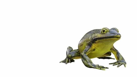 3d animation of Goliath Bullfrog | Stock Video | Pond5