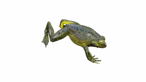 3d animation of Goliath Bullfrog | Stock Video | Pond5