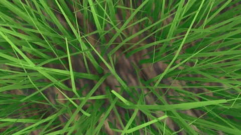 3D Animation of Grass Blades In The Wind... | Stock Video | Pond5