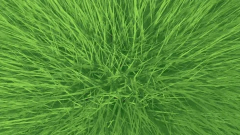 3D Animation of Grass Blades In The Wind... | Stock Video | Pond5