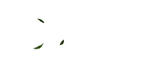 Leaves 3D Stock Footage ~ Royalty Free Stock Videos | Pond5